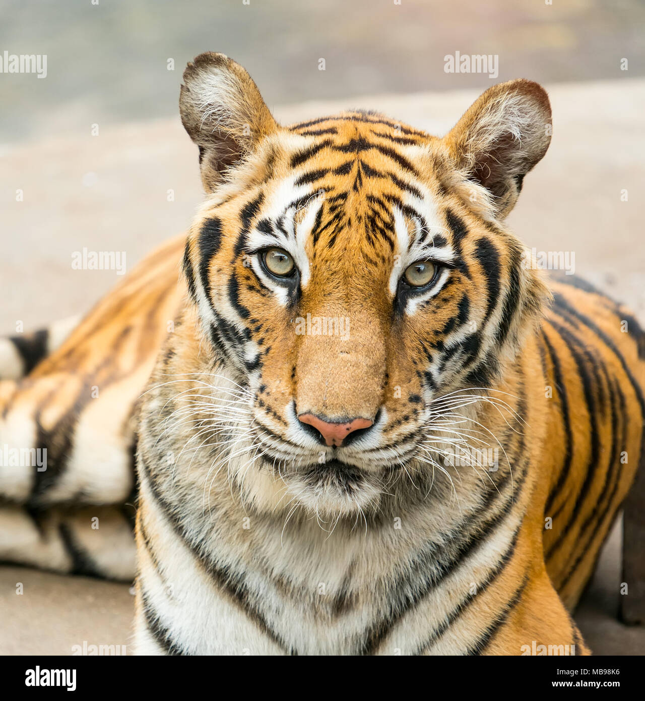 Portrait of tigers in their natural habitat Stock Photo - Alamy
