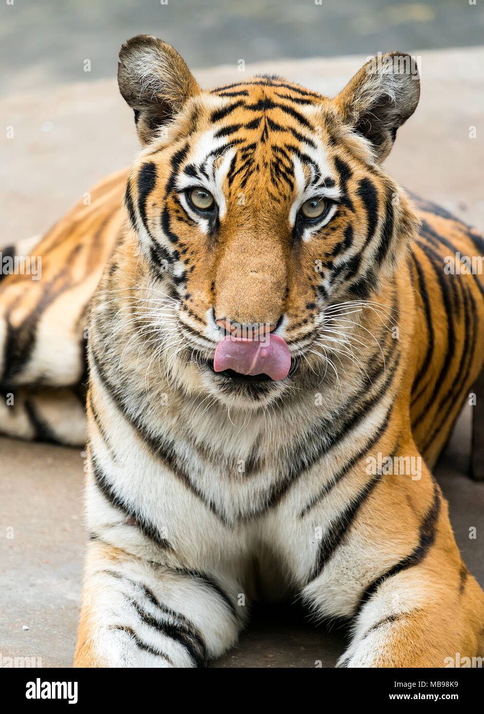 Portrait of tigers in their natural habitat Stock Photo - Alamy
