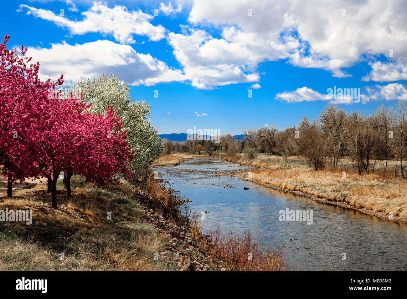 Crabapple flower in full bloom along the river Stock Photo - Alamy