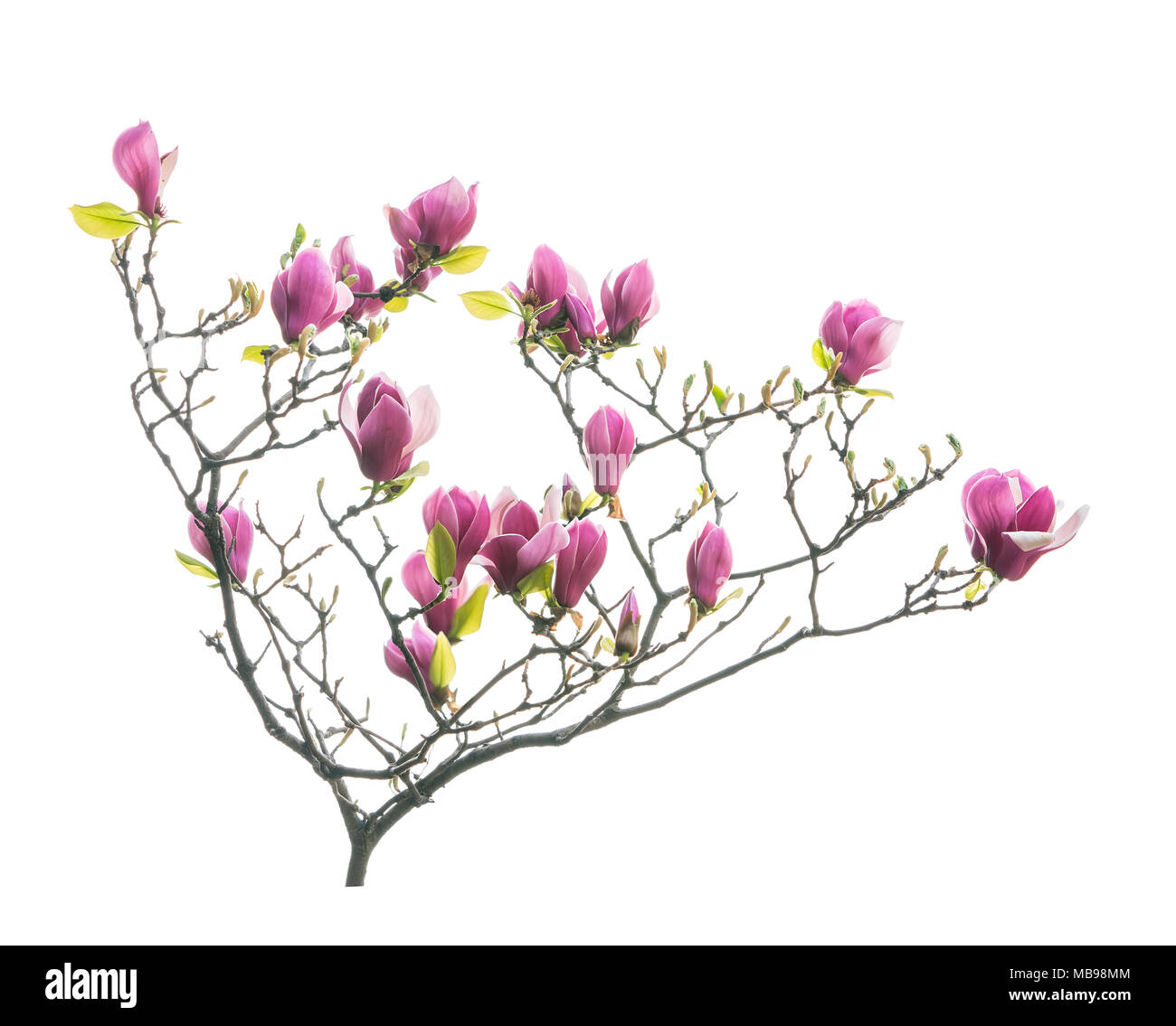 Southern magnolia tree Cut Out Stock Images & Pictures - Alamy