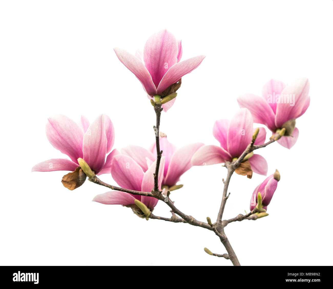 Southern magnolia tree Cut Out Stock Images & Pictures - Alamy