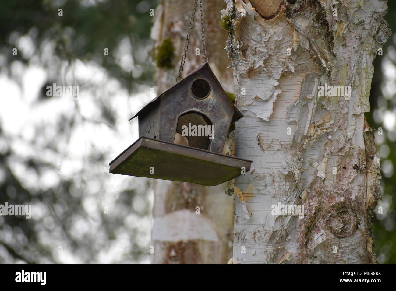 A metal bird house hanging from a Birch tree Stock Photo - Alamy
