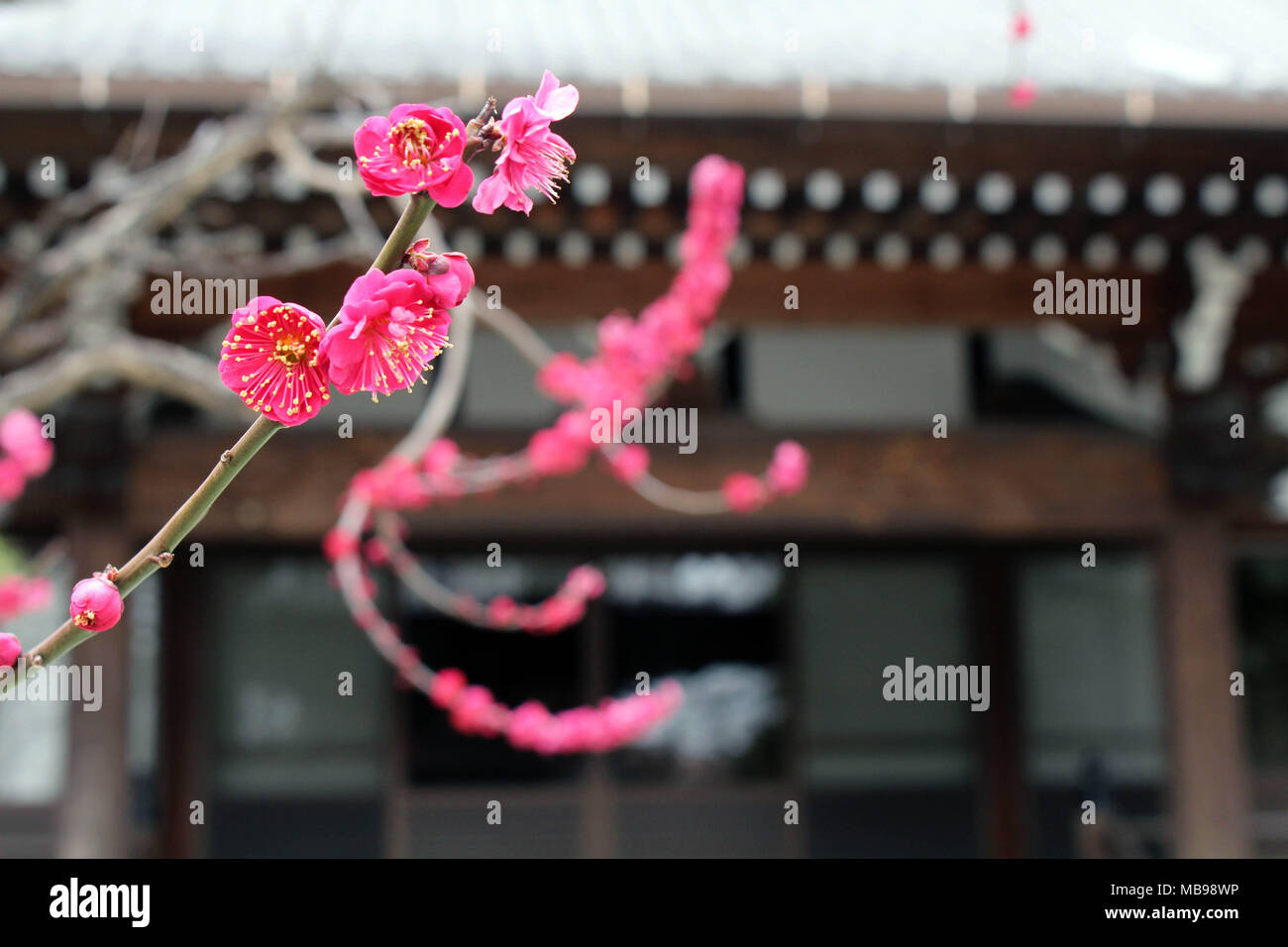 The sakura flowers and a temple as its background. Taken in Japan ...