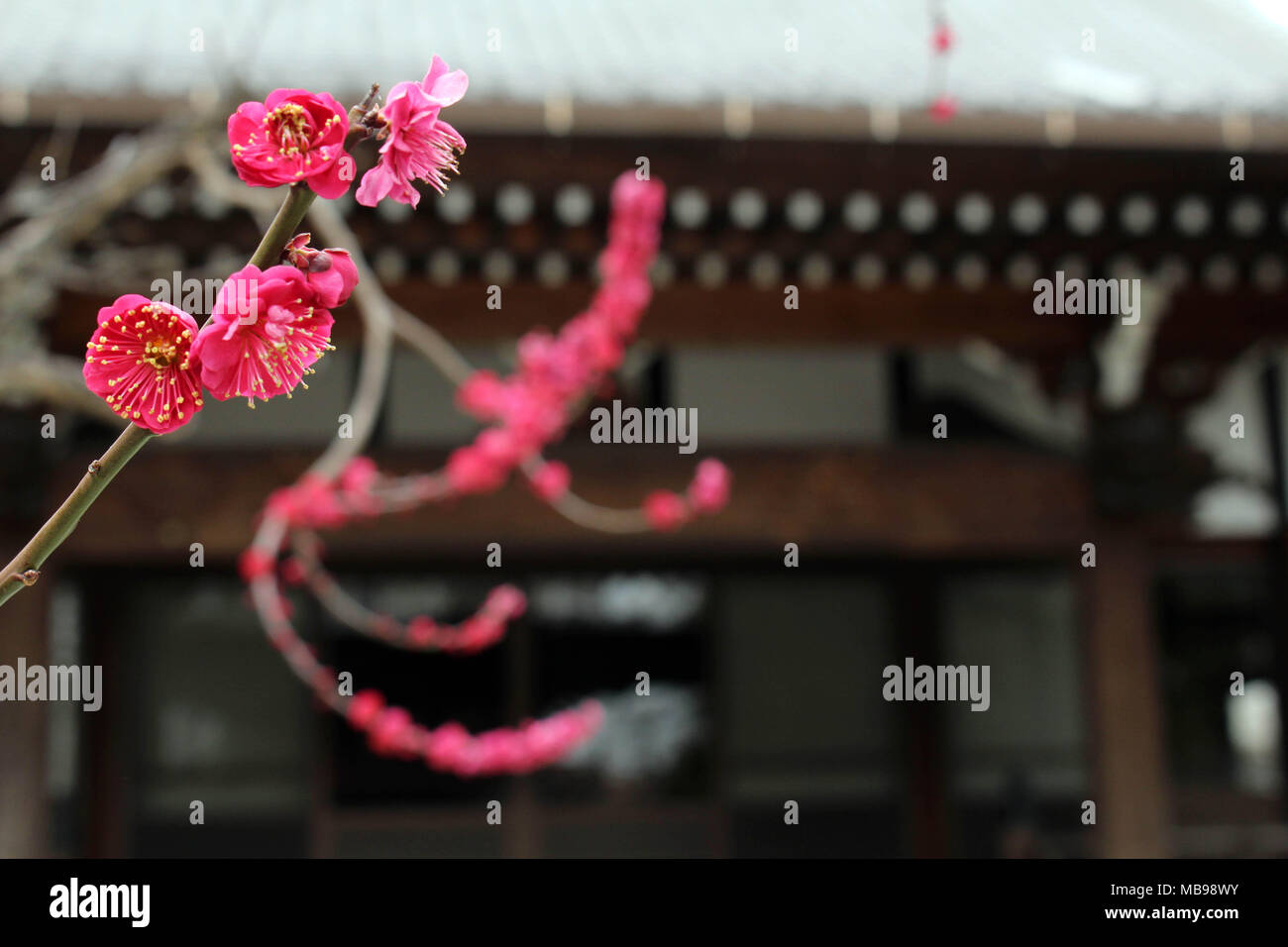 The sakura flowers and a temple as its background. Taken in Japan ...