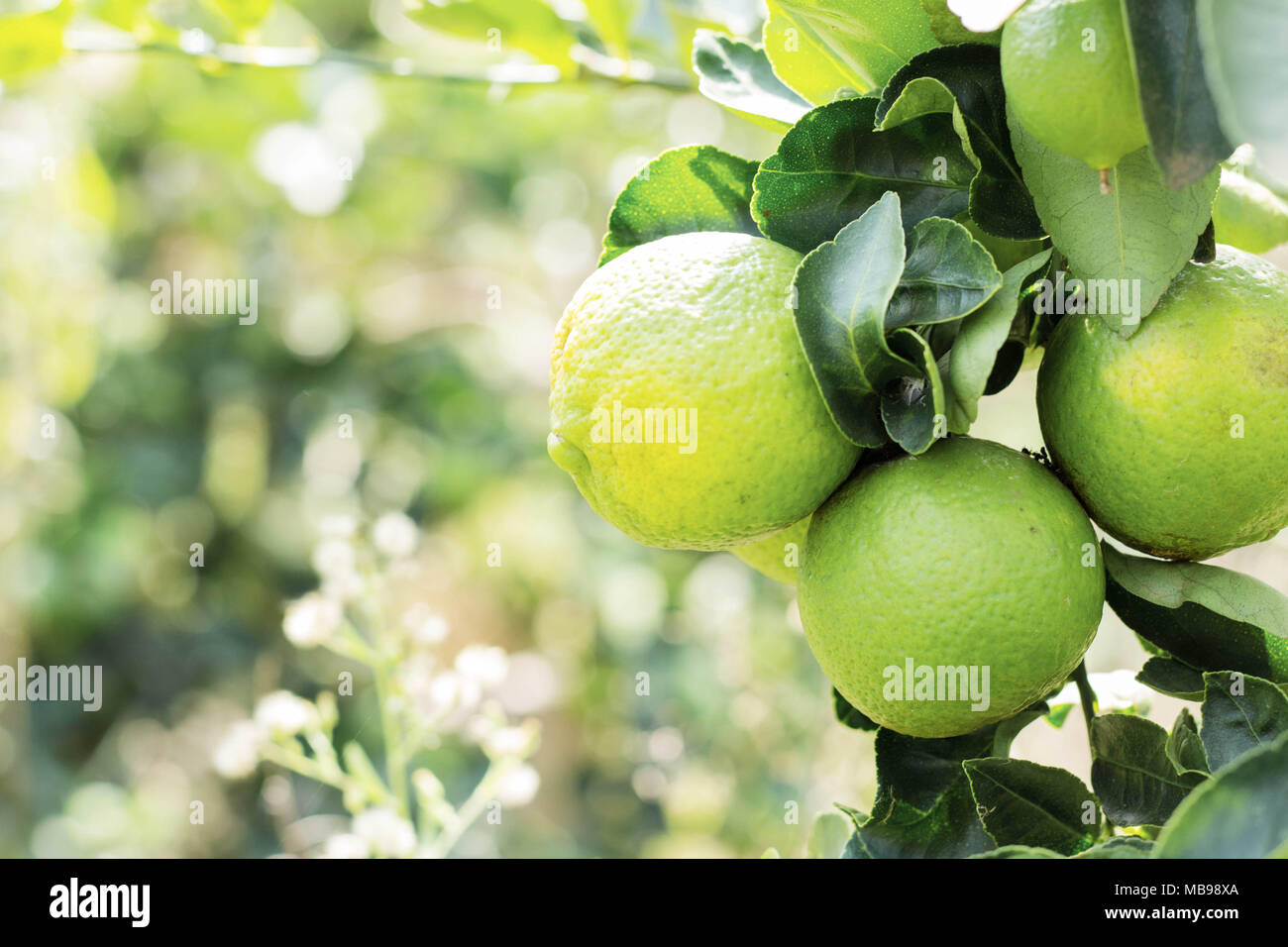 Lemon on tree in the farm Stock Photo - Alamy
