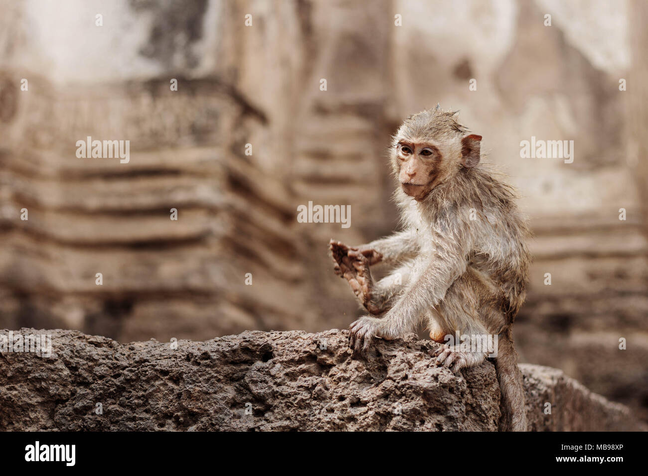 monkey on brick floor with building background Stock Photo - Alamy