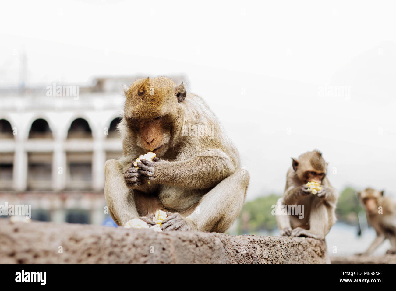 monkeys are eating food on the building at sky Stock Photo - Alamy
