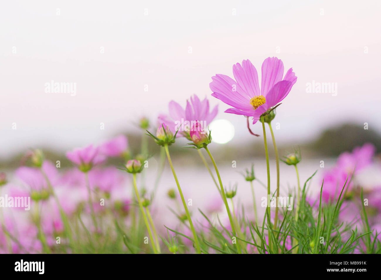Pink cosmos in the garden with a beautiful Stock Photo - Alamy