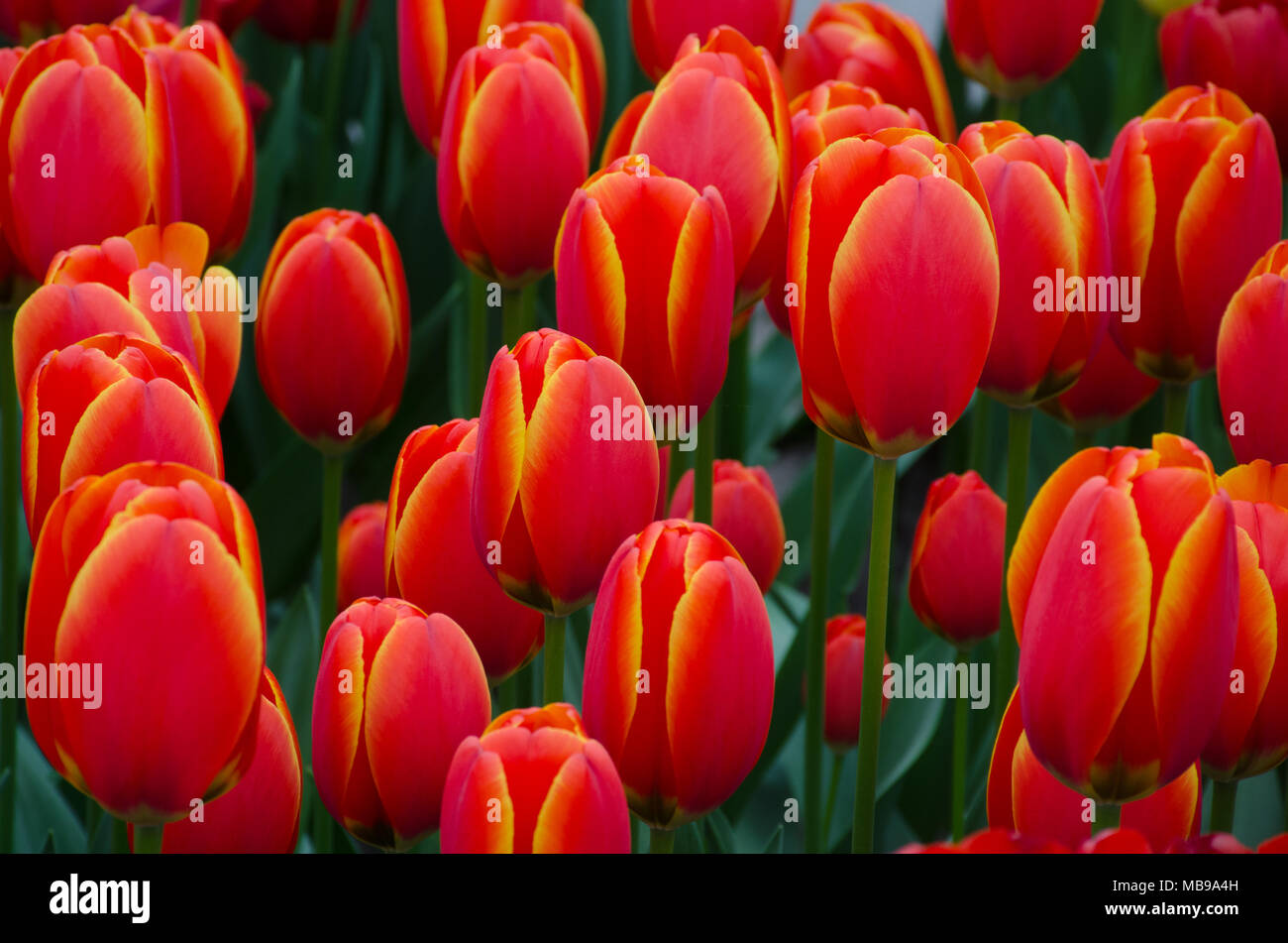 Open petal tulips hi-res stock photography and images - Alamy