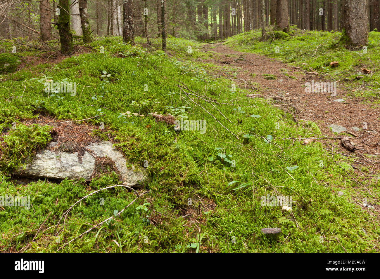 Inside a typical forest of the Italian Alps Stock Photo - Alamy