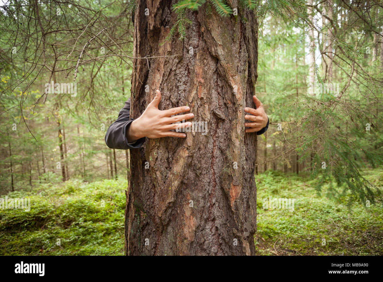 a boy hugging a tree in the woods Stock Photo - Alamy
