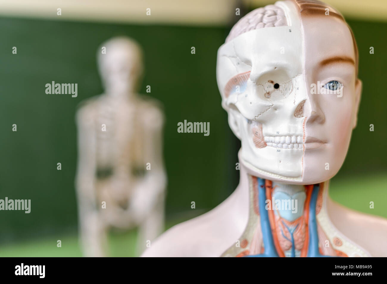 Artificial human body model. Biology class. Anatomy teaching aid ...