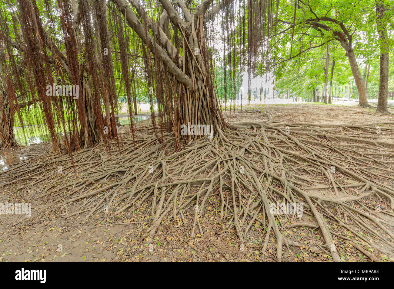 Whole tree and roots hi-res stock photography and images - Alamy