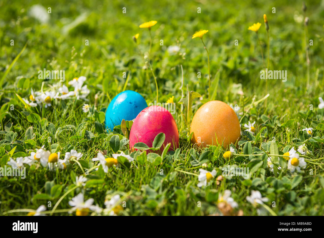 Easter eggs in Spring grass Stock Photo - Alamy