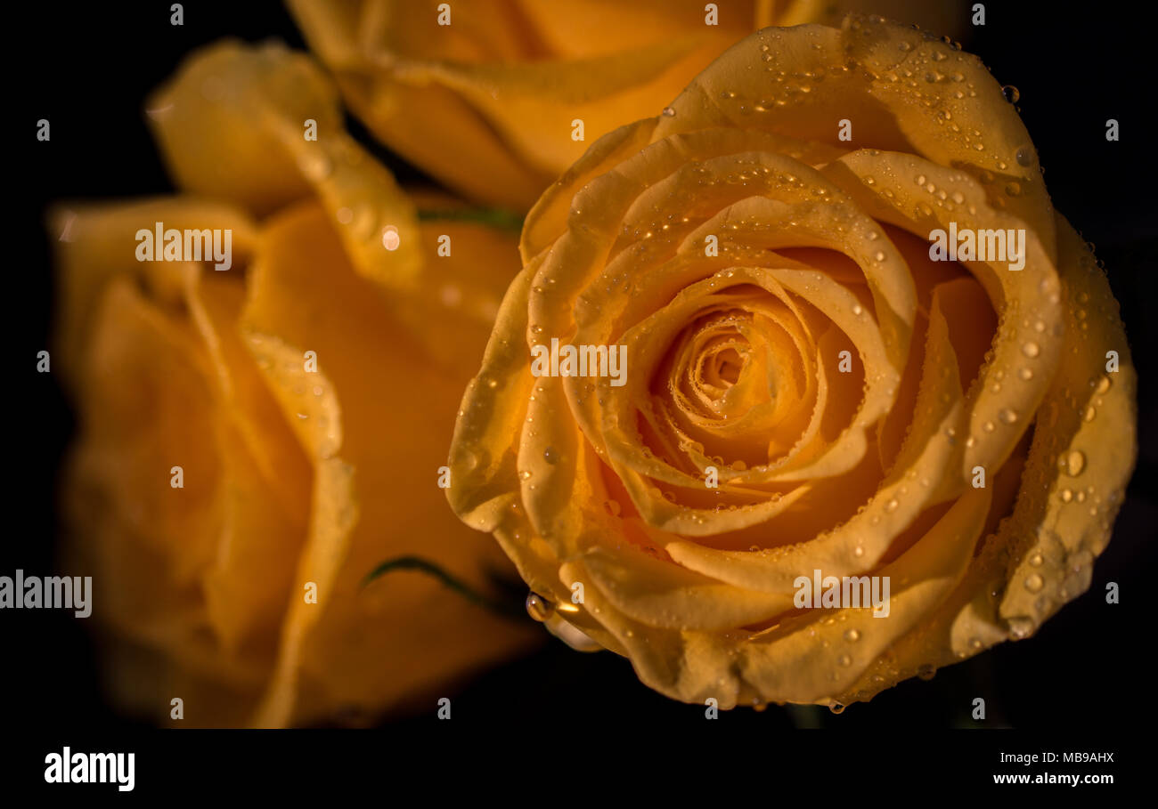 Detail of a bouquet of fragrant, summer yellow roses, Rosaceae ...