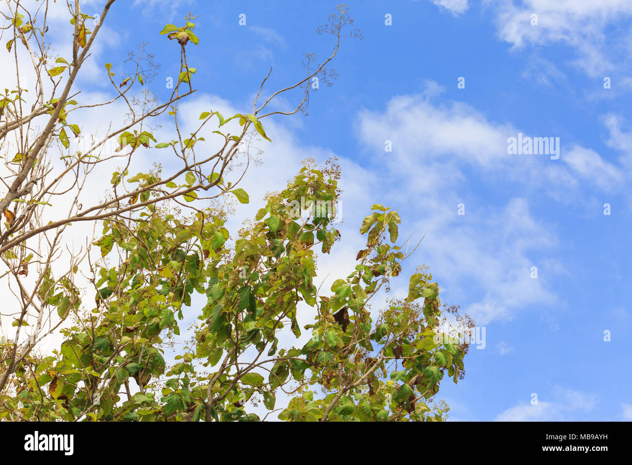 Green tree top line over blue sky background in summer Stock Photo - Alamy