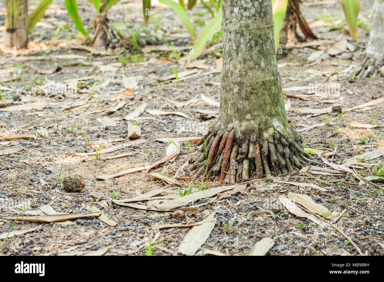 Stems and roots of betel palm Stock Photo - Alamy
