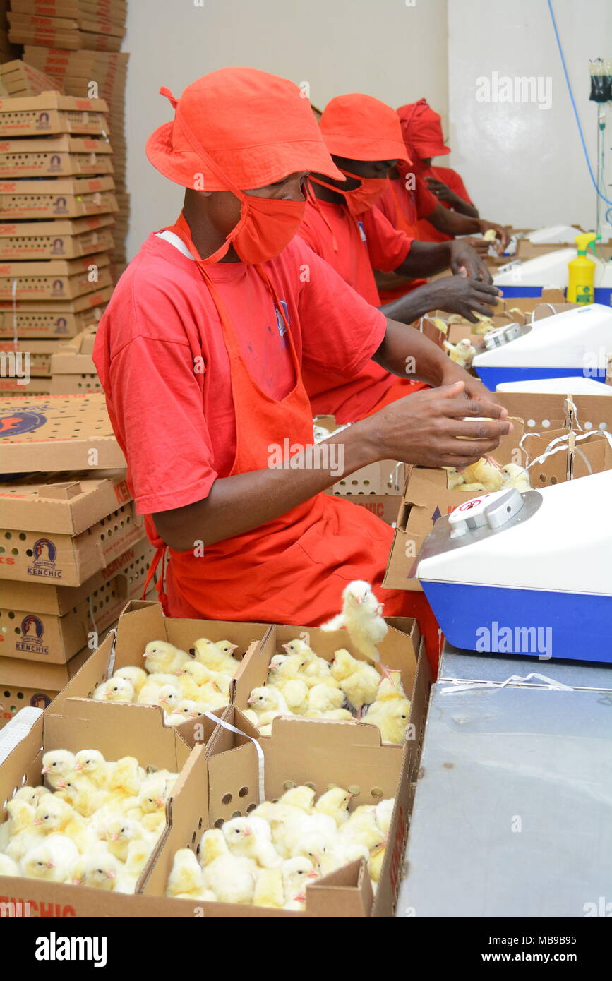 Poultry workers hi-res stock photography and images - Alamy