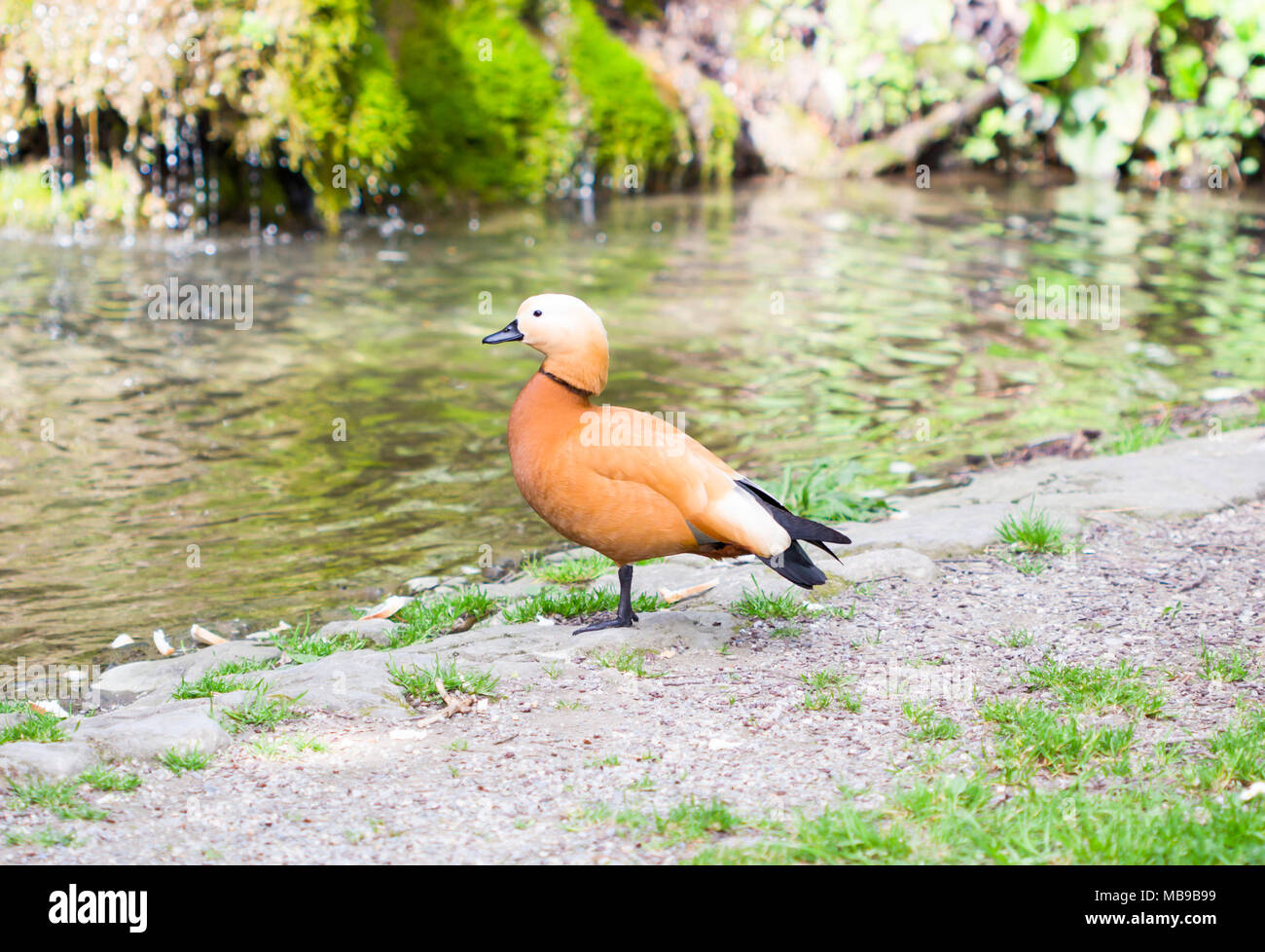 Brown Duck near a stream Stock Photo - Alamy