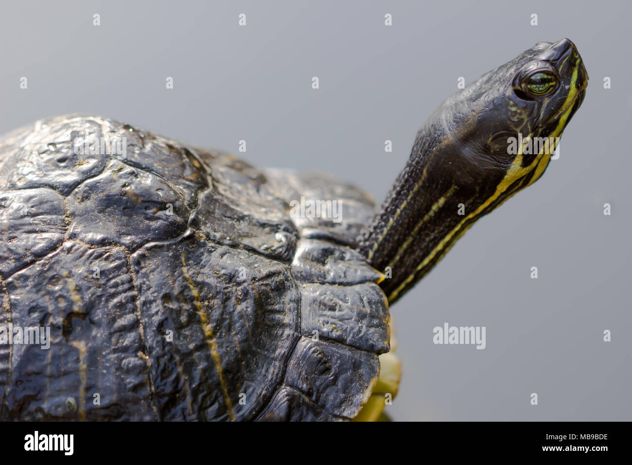 closeup portrait of tortoise on a dark background Stock Photo - Alamy