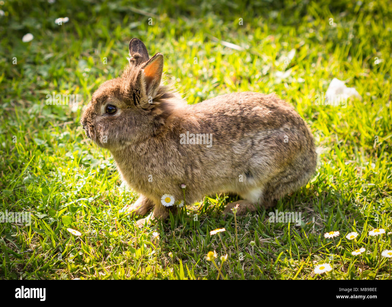 Small rabbit hi-res stock photography and images - Alamy