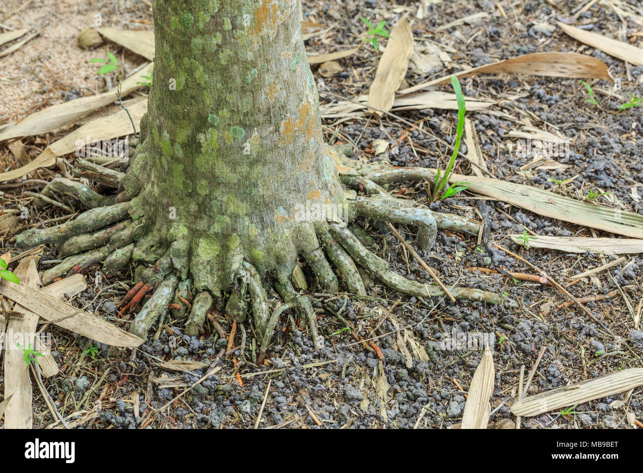 Stems and roots of betel palm Stock Photo - Alamy
