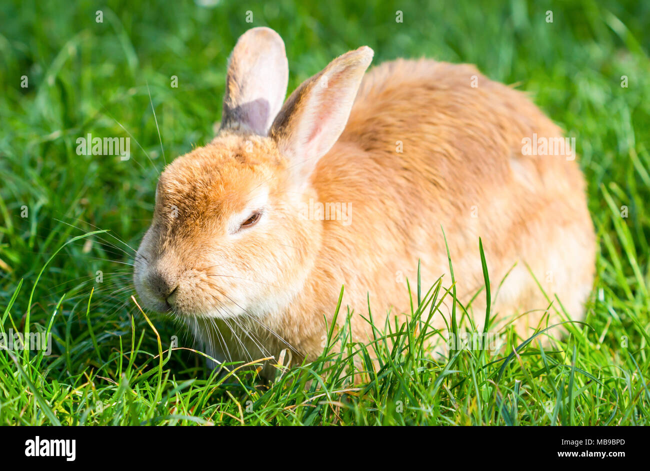 Cottontail bunny rabbit eating grass hi-res stock photography and ...