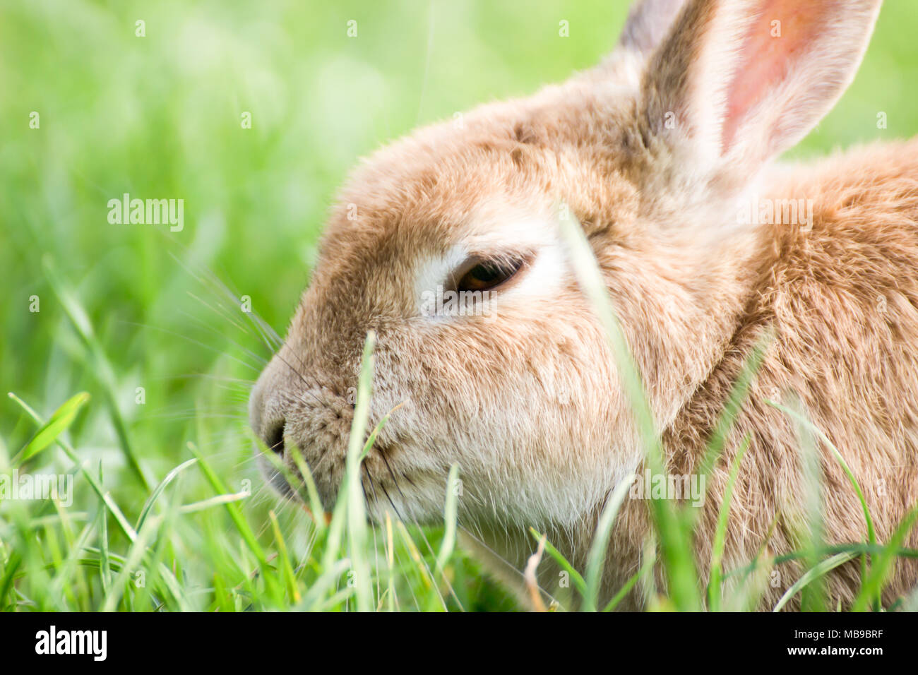 Beautiful rabbit flowers garden hi-res stock photography and images - Alamy