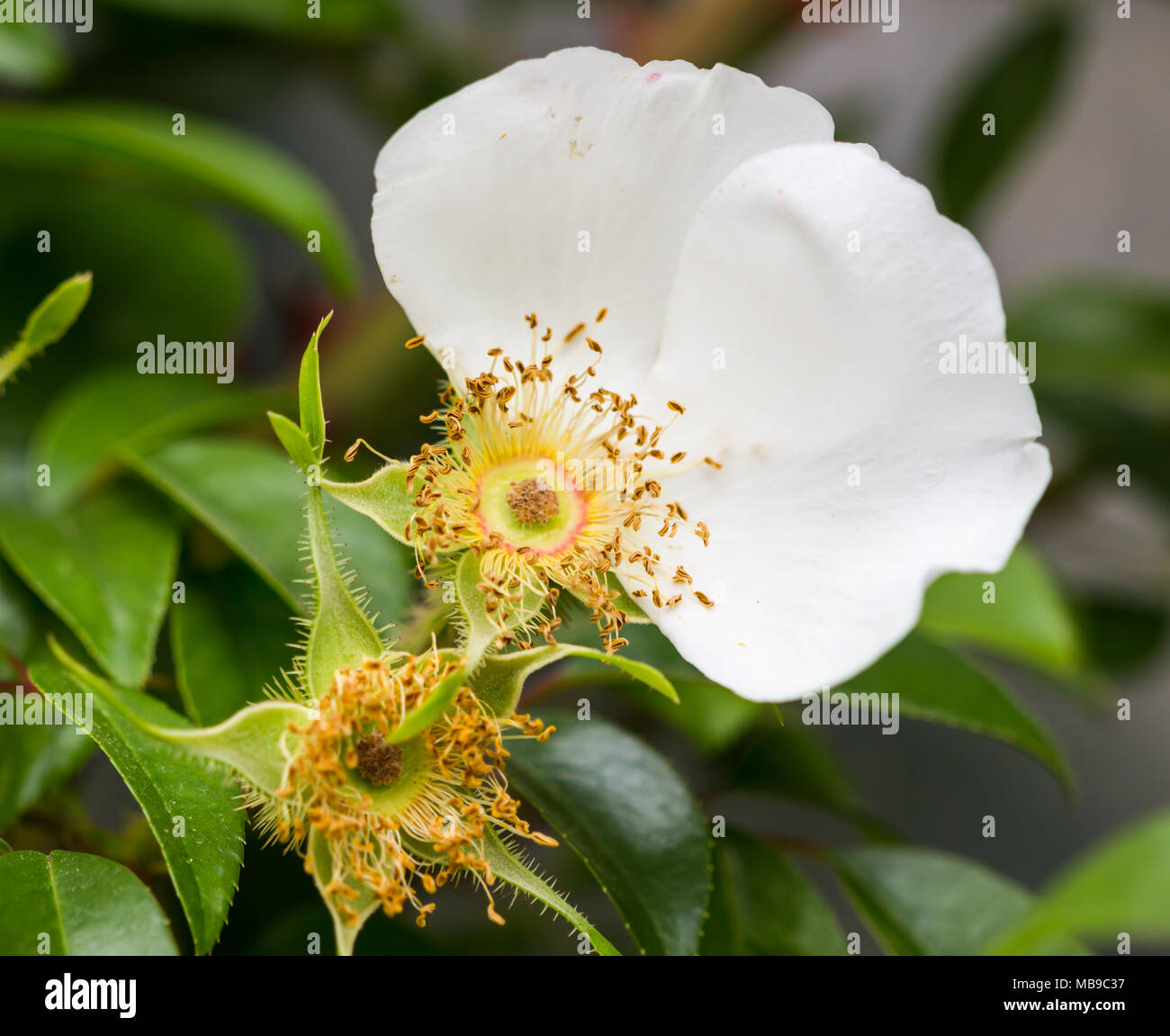 rose petals and carpel in summertime Stock Photo - Alamy
