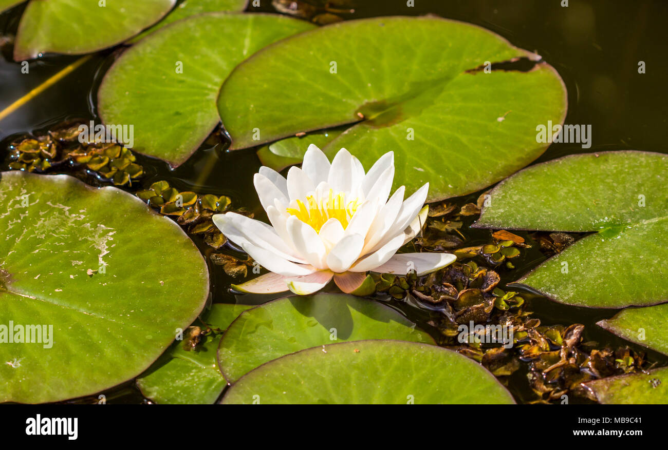 Cement pond hi-res stock photography and images - Alamy