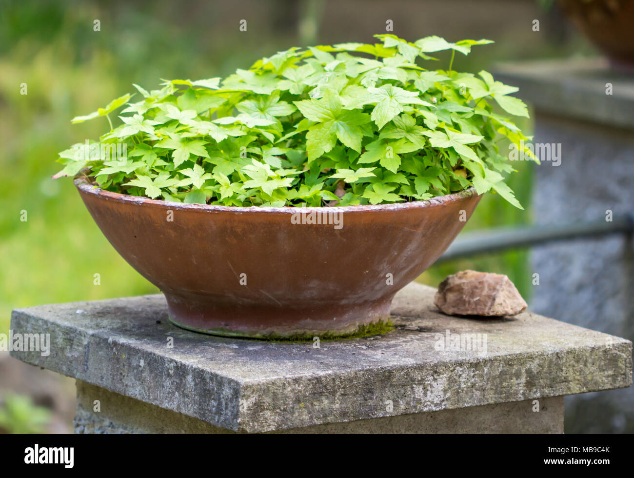 small trees inside pot background Stock Photo - Alamy