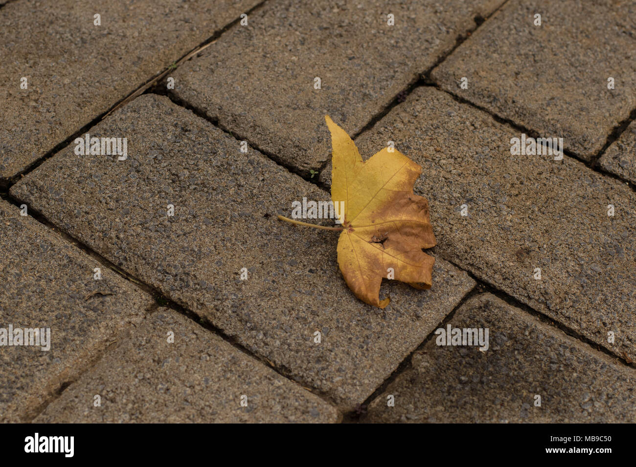 Yellow autumn leaf isolated on textured paving bricks image for ...
