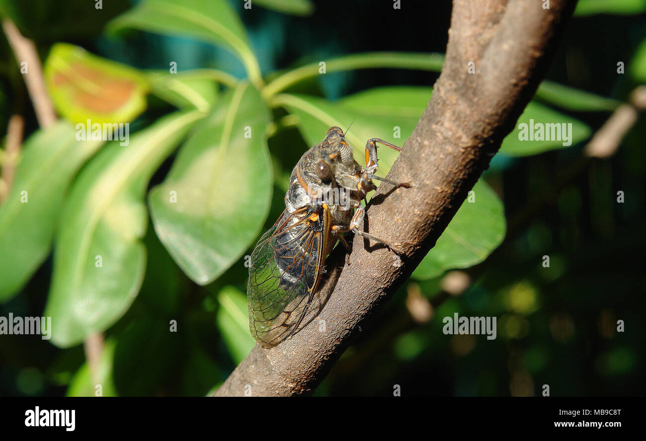 Cicada on a tree Stock Photo - Alamy