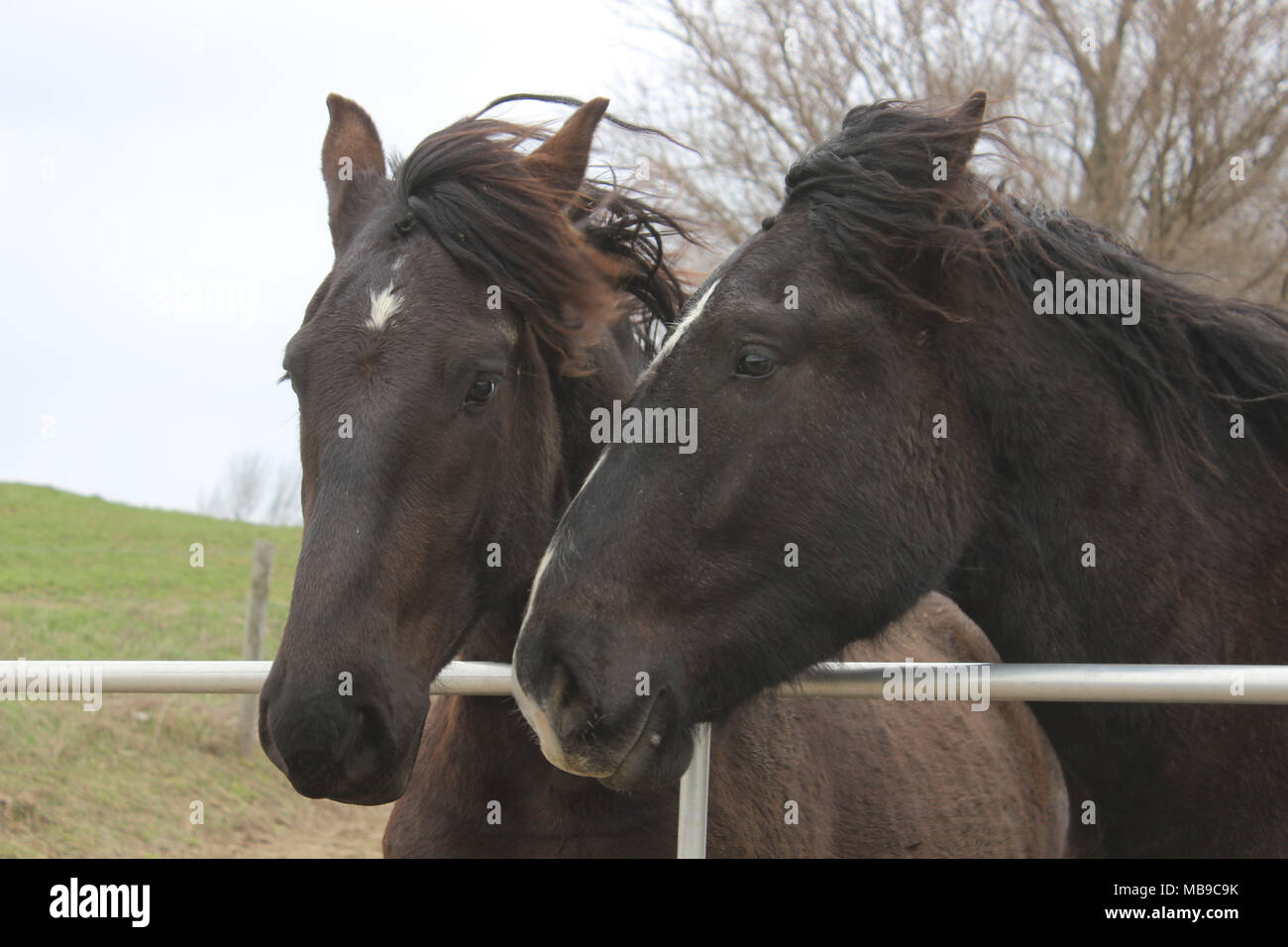 Black percheron horse hi-res stock photography and images - Alamy
