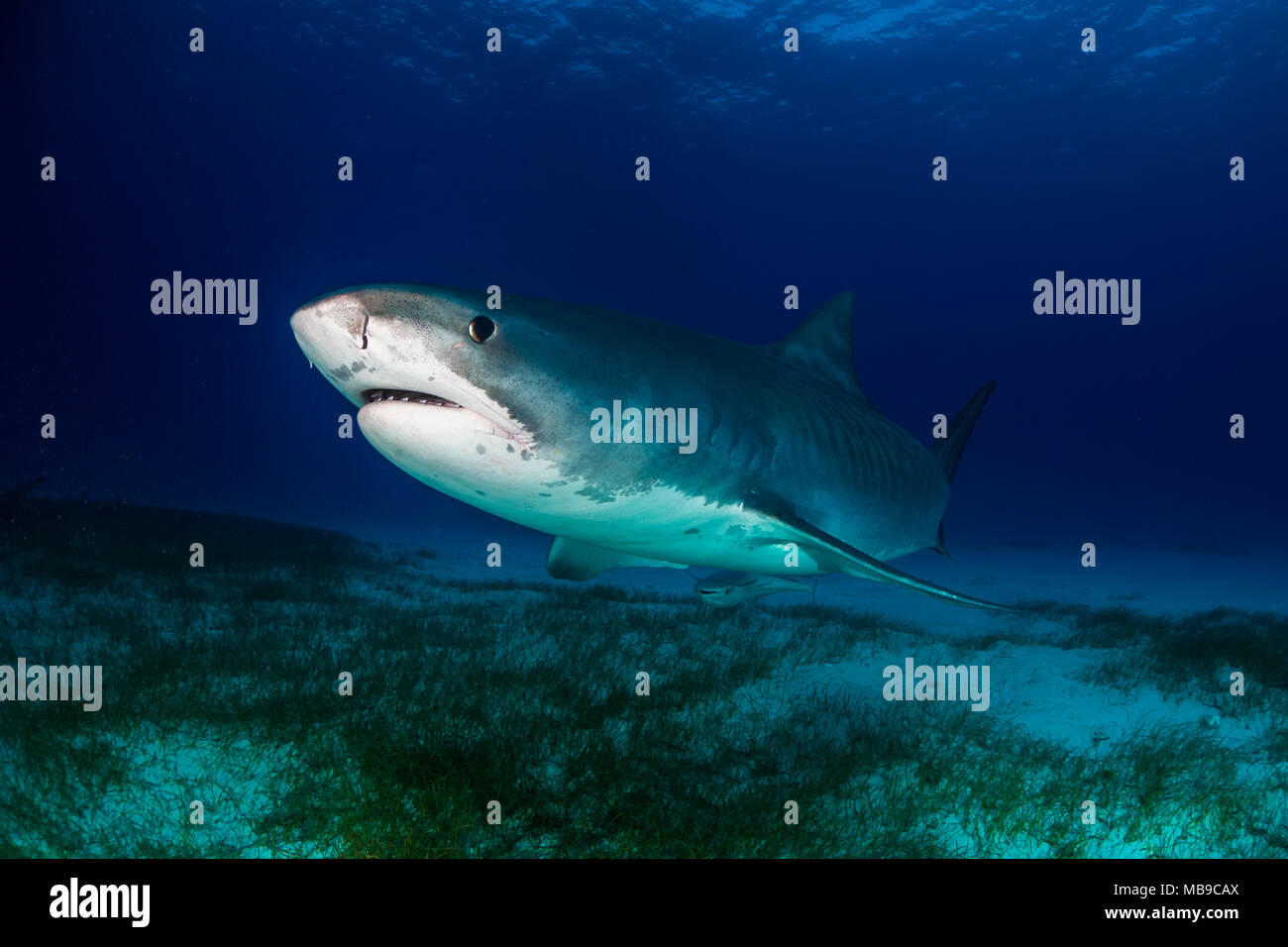 Shark profile hi-res stock photography and images - Alamy