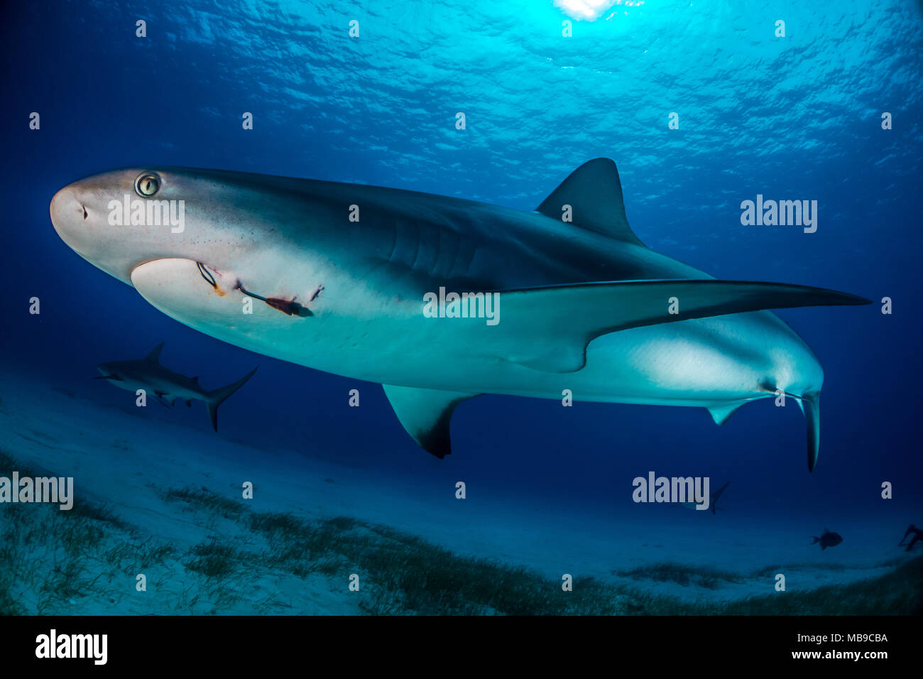 Grey Reef Shark Teeth High Resolution Stock Photography and Images - Alamy