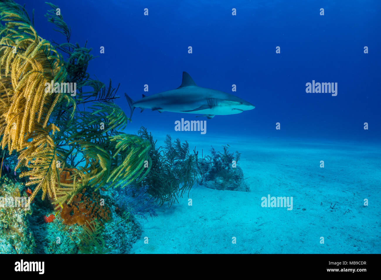 Grey Reef Shark Teeth High Resolution Stock Photography and Images - Alamy