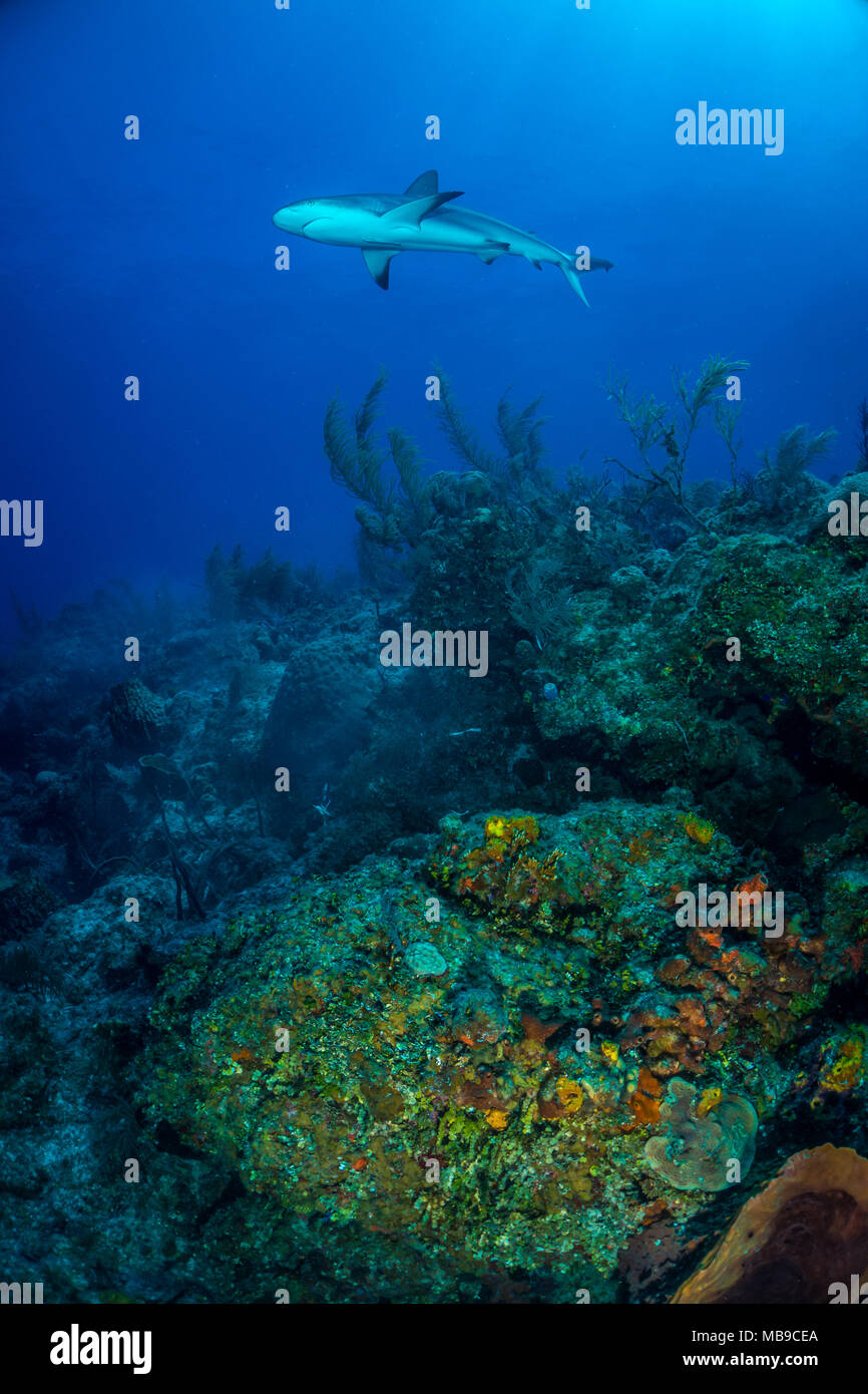 Grey Reef Shark Teeth High Resolution Stock Photography and Images - Alamy