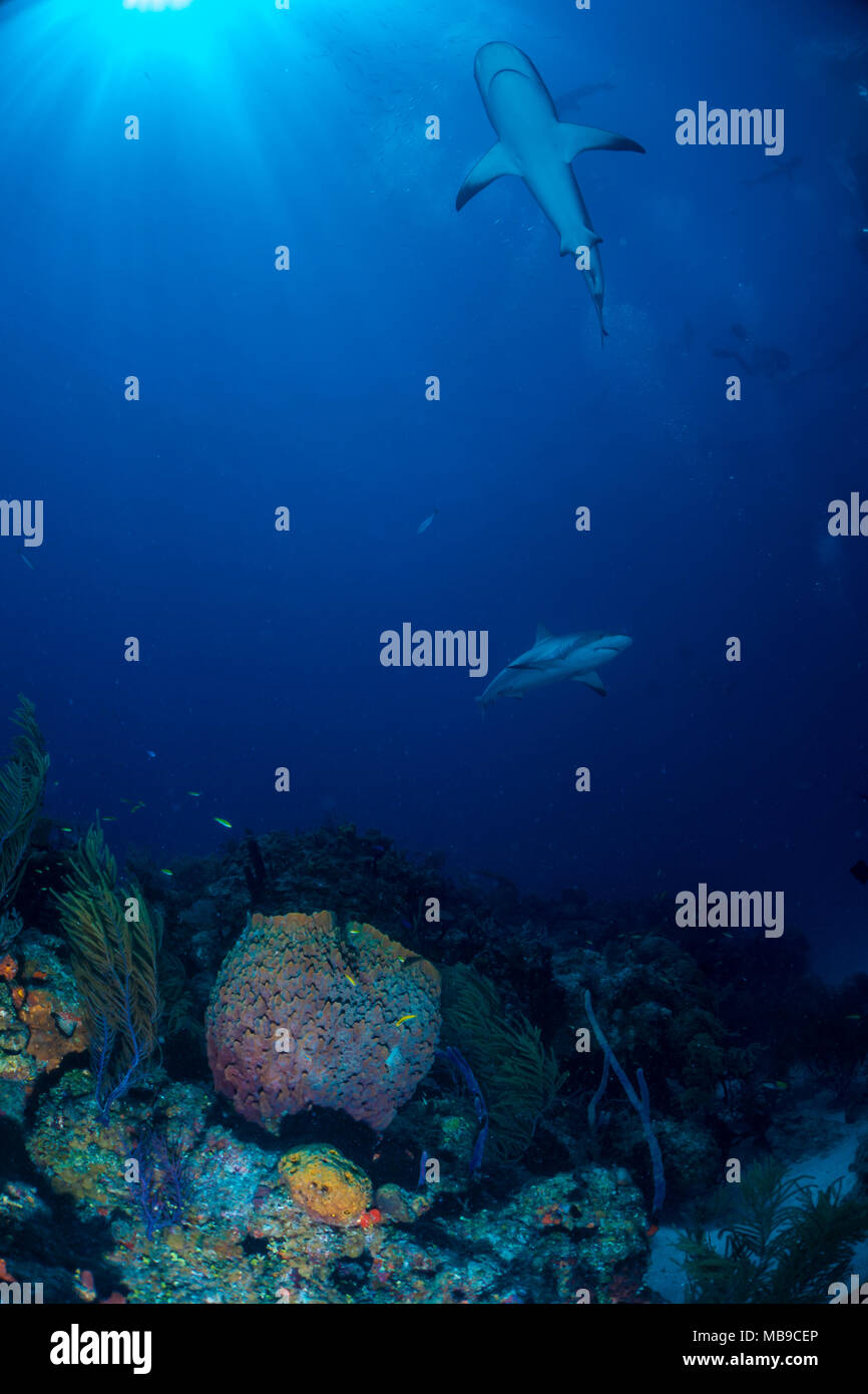 Grey Reef Shark Teeth High Resolution Stock Photography and Images - Alamy
