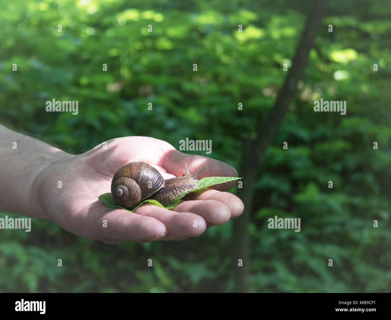 Snail in the hand Stock Photo - Alamy