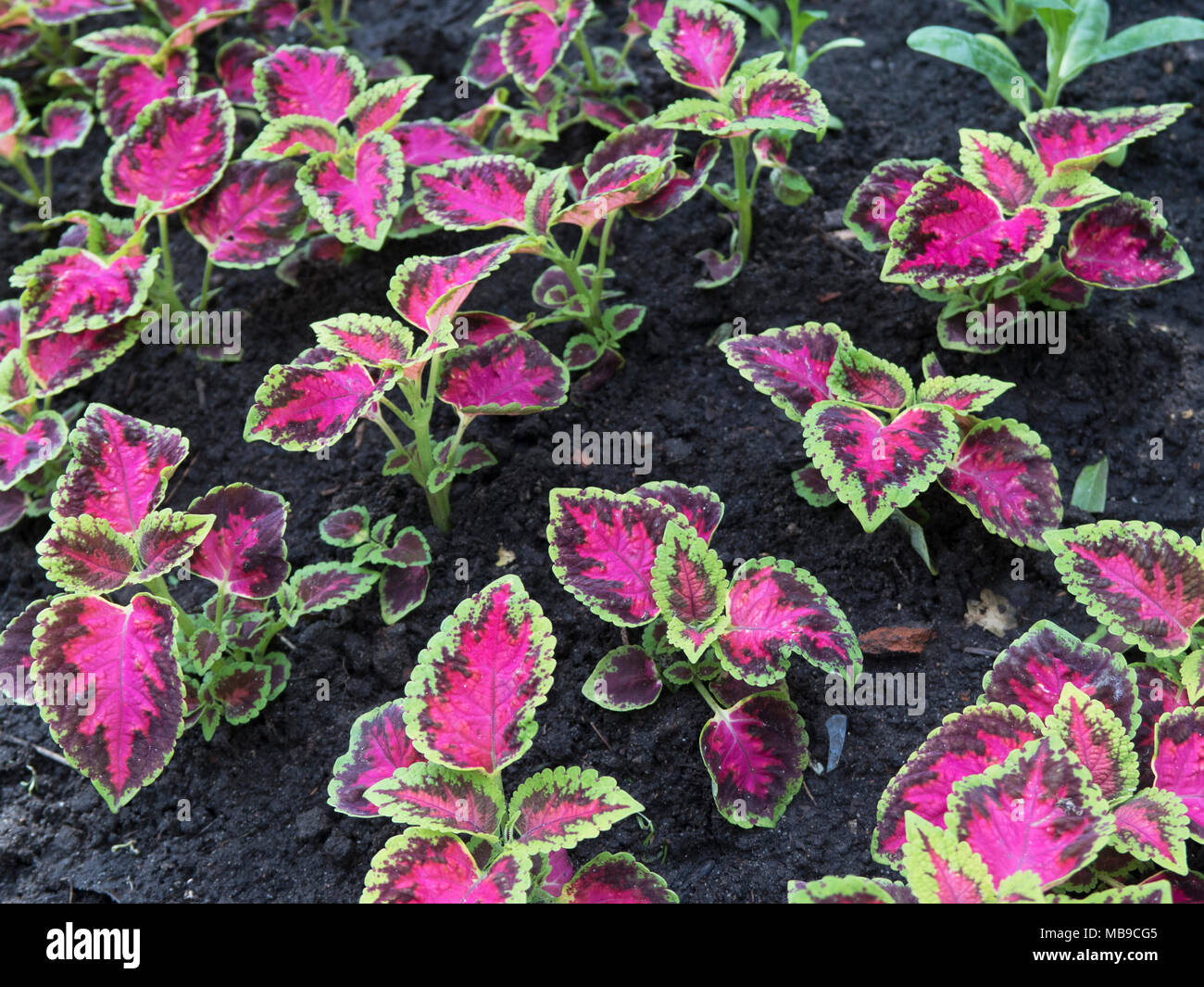 Leaves of coleus Stock Photo - Alamy