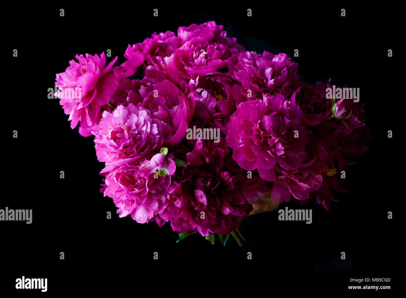 burgundy, red, bright red peonies - bouquet on a black background Stock ...
