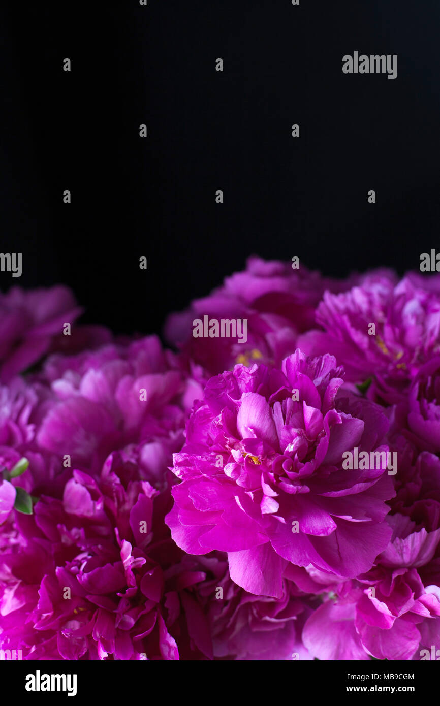 Red peonies hi-res stock photography and images - Alamy