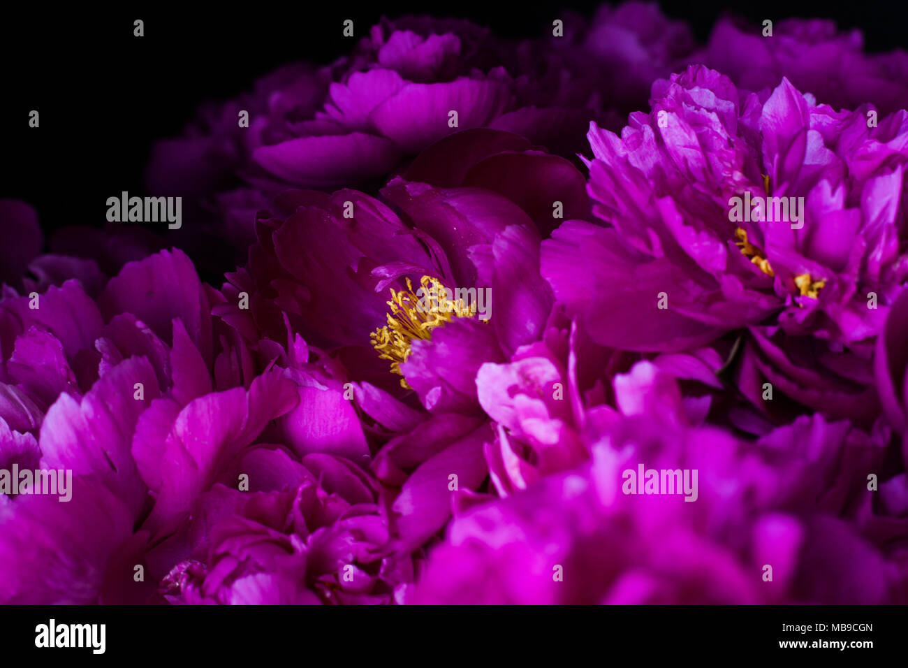 burgundy, red, bright red peonies - bouquet on a black background Stock ...