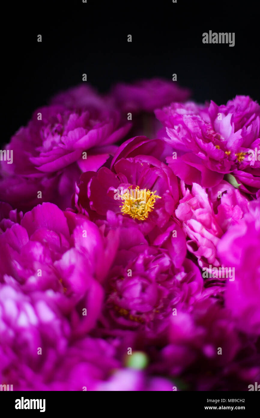 burgundy, red, bright red peonies - bouquet on a black background Stock ...