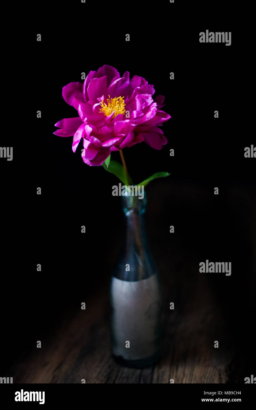 burgundy, red, bright red peony - floral black background Stock Photo ...