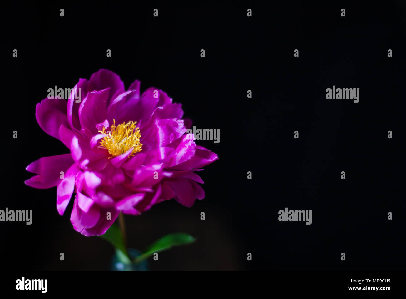burgundy, red, bright red peony - floral black background Stock Photo ...