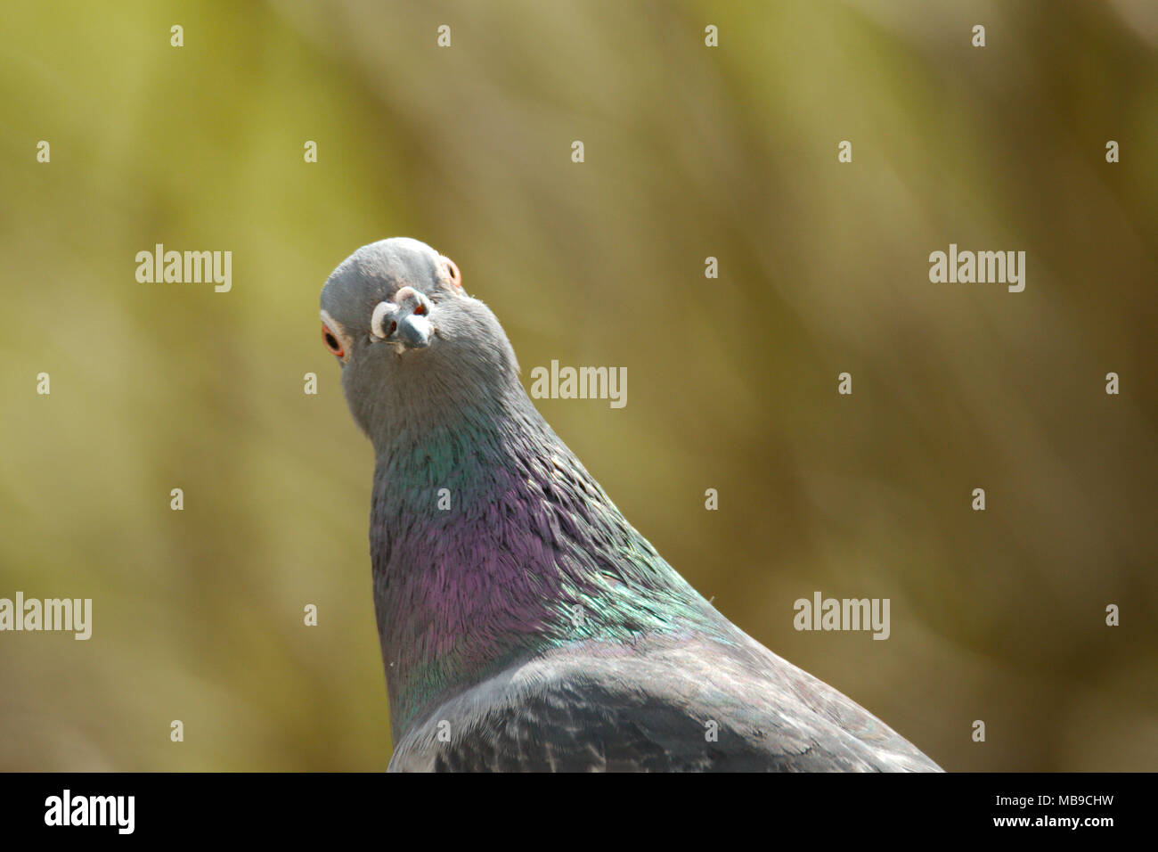 Portrait of a pigeon looking head on at the camera with curiosity Stock ...