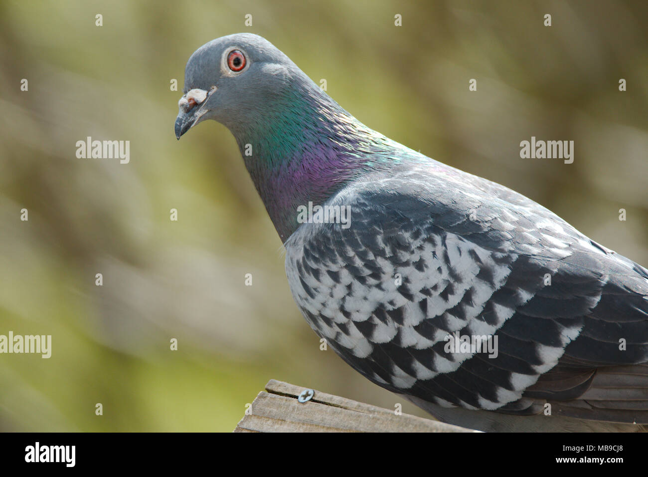 Rock pidgeon hi-res stock photography and images - Alamy