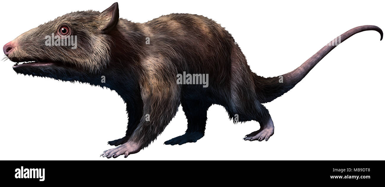 Purgatorius hi-res stock photography and images - Alamy